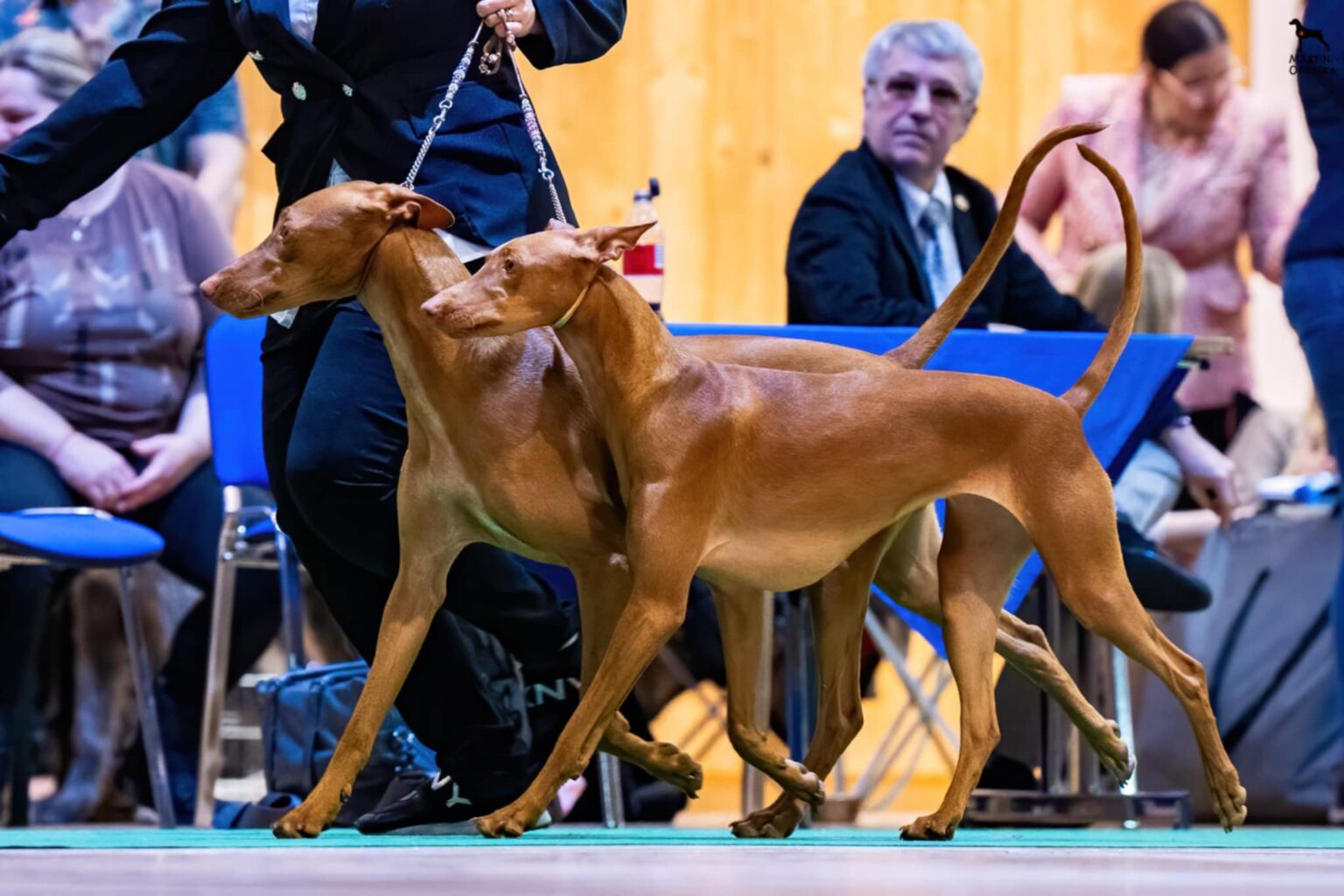 Klub Faraonských Psů – Klub Faraonských Psů FCI V. Špicové a primitivní ...